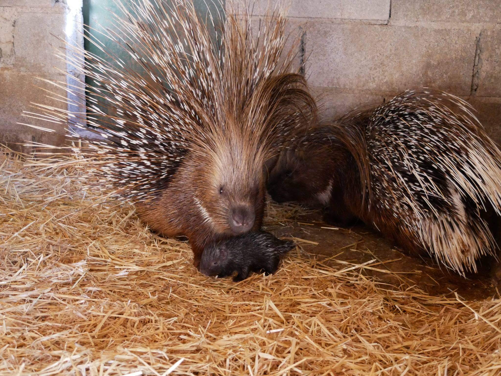 Arrivée de bébé porc-épic ... - Parc zoologique de Fréjus