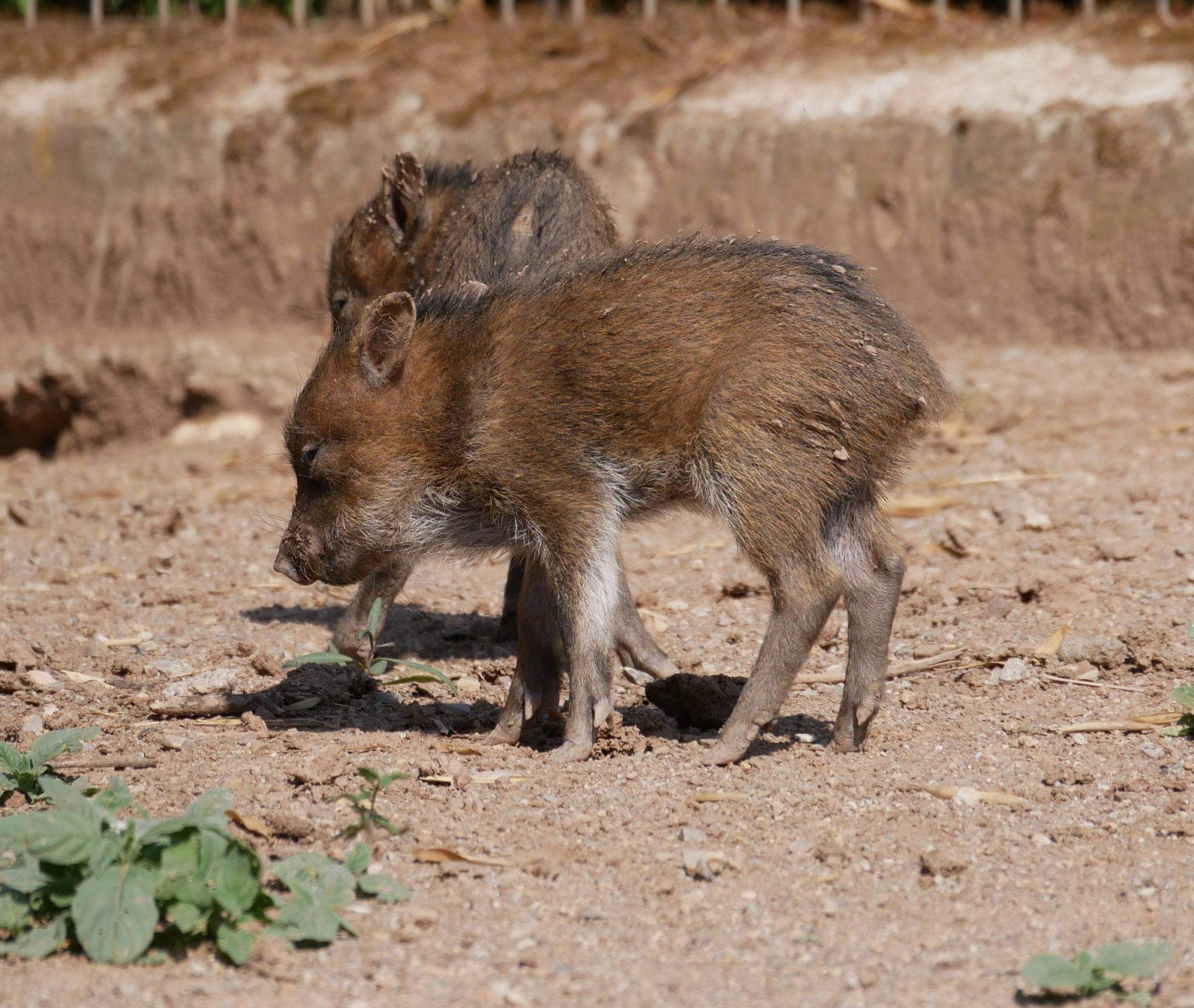 Bienvenue aux deux bébés pécaris ! - Parc zoologique de Fréjus